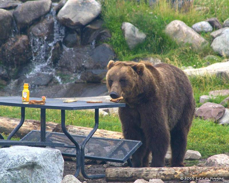 Get your ‘Bear’ings & Keep your Distance – Earthwise Aware