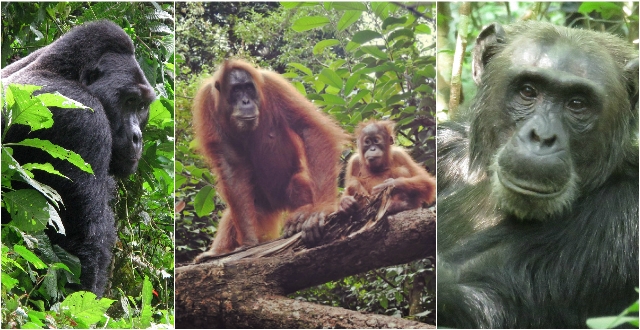 Great Apes Etiquette – Earthwise Aware