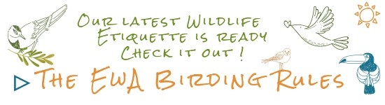 The Travelling Giraffe – Protecting a Species – Earthwise Aware